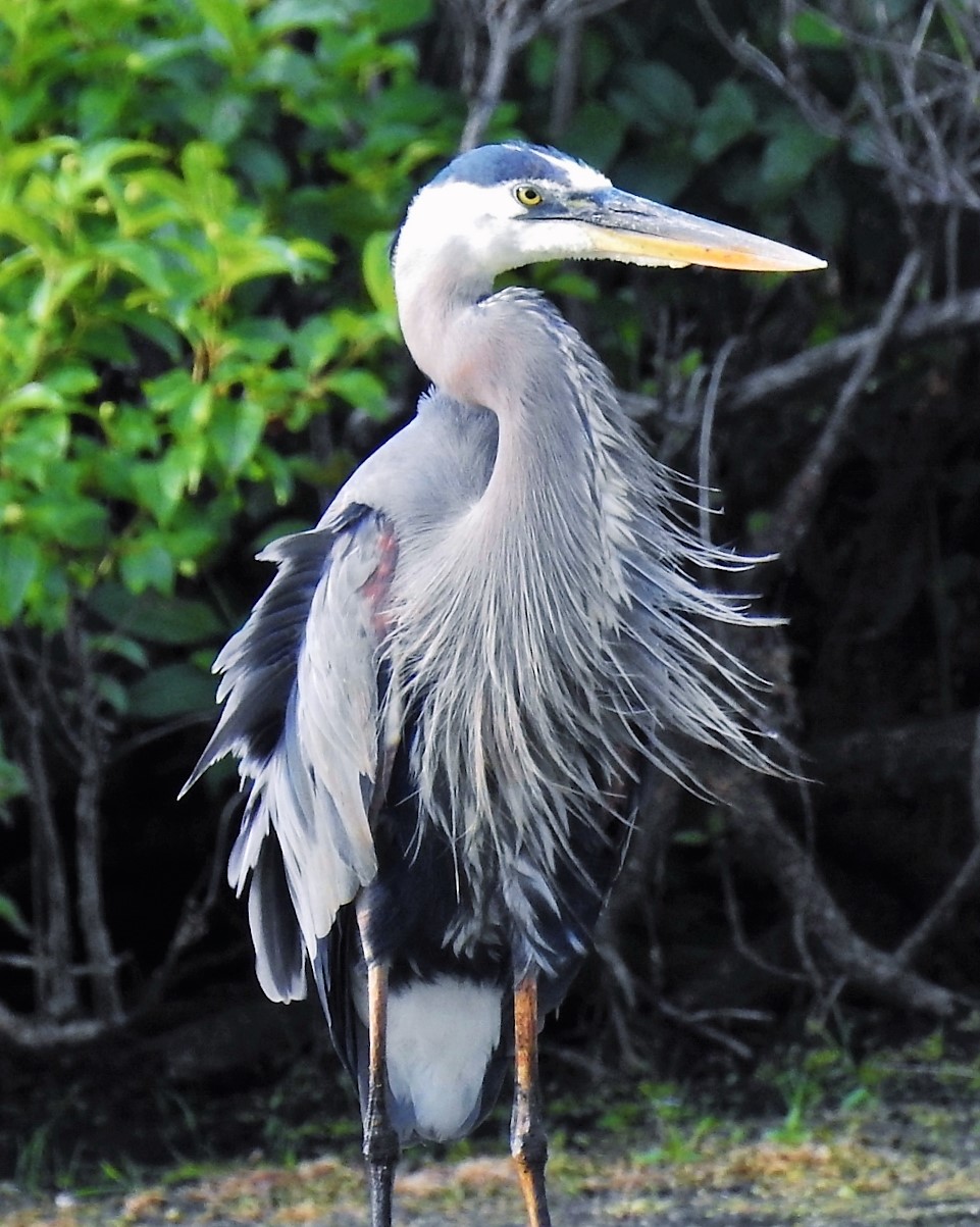 I Hunt With a Canon – Share the Outdoors