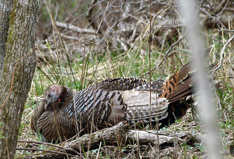 Ethical Turkey Hunters are Safer and Happier - Share the Outdoors