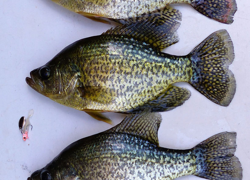 crappie fishing | Share the Outdoors