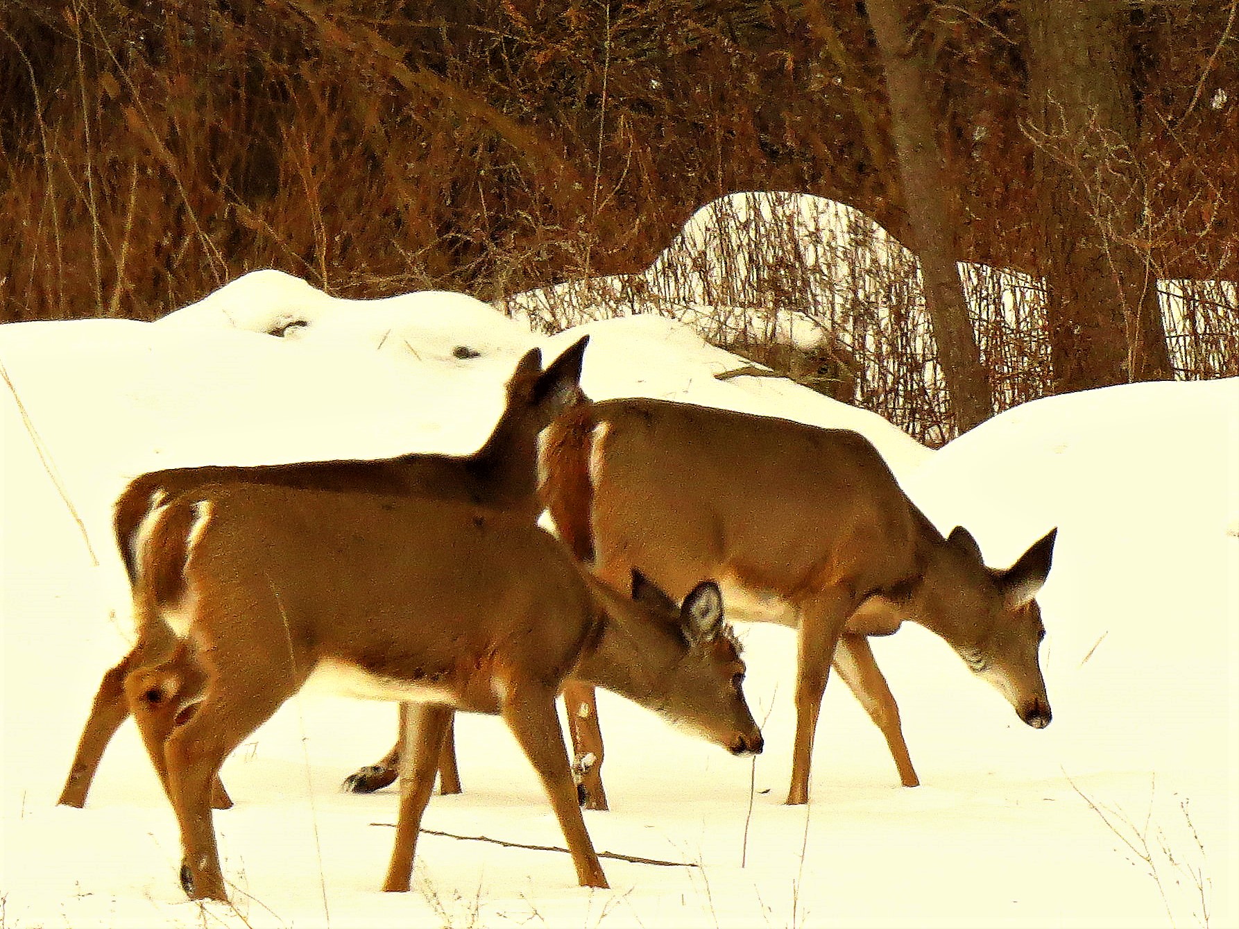 New York State DEC Announces Nov. 18 Start of Regular Firearms Season ...
