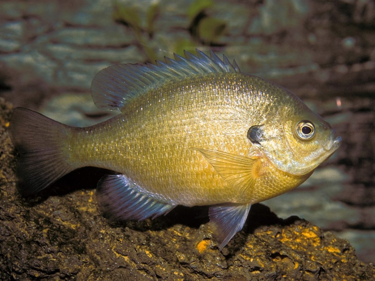 THE FASCINATING WORLD OF FRESHWATER SNORKELING – Share the Outdoors
