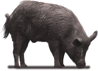 In Florida? Go HOG WILD this spring and summer! – Share the Outdoors