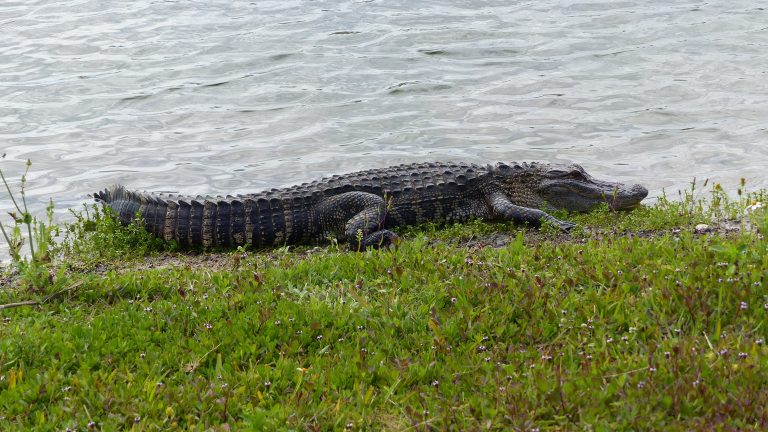 Florida Alligator Hunting – How to Apply for Permits – Share the Outdoors