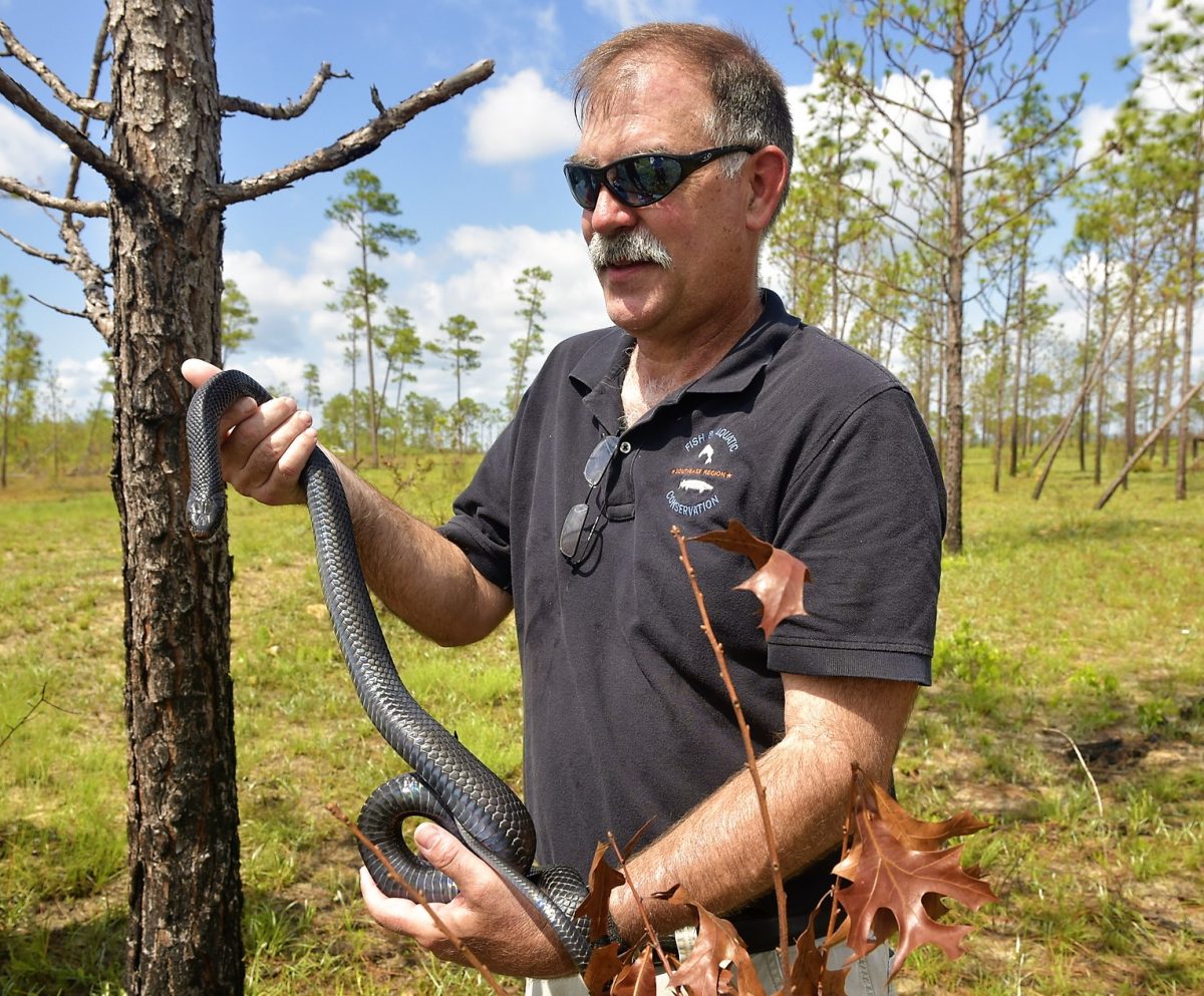 Endangered Snake is Reintroduced to Northern Florida - Share the Outdoors