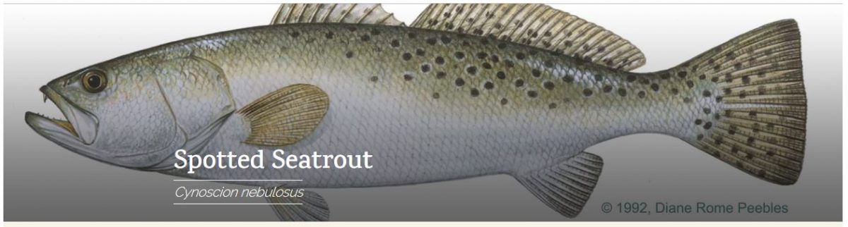 spotted sea trout – Share the Outdoors