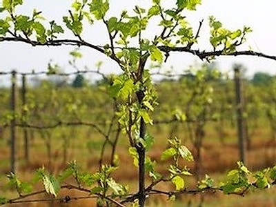 vine picture – Share the Outdoors