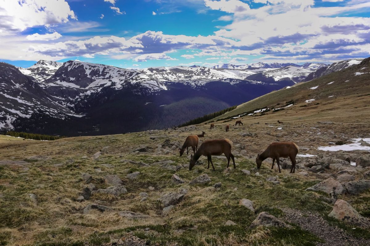 Rocky Mountain National Park – EXPLORE the Amazing and Unique Alpine ...