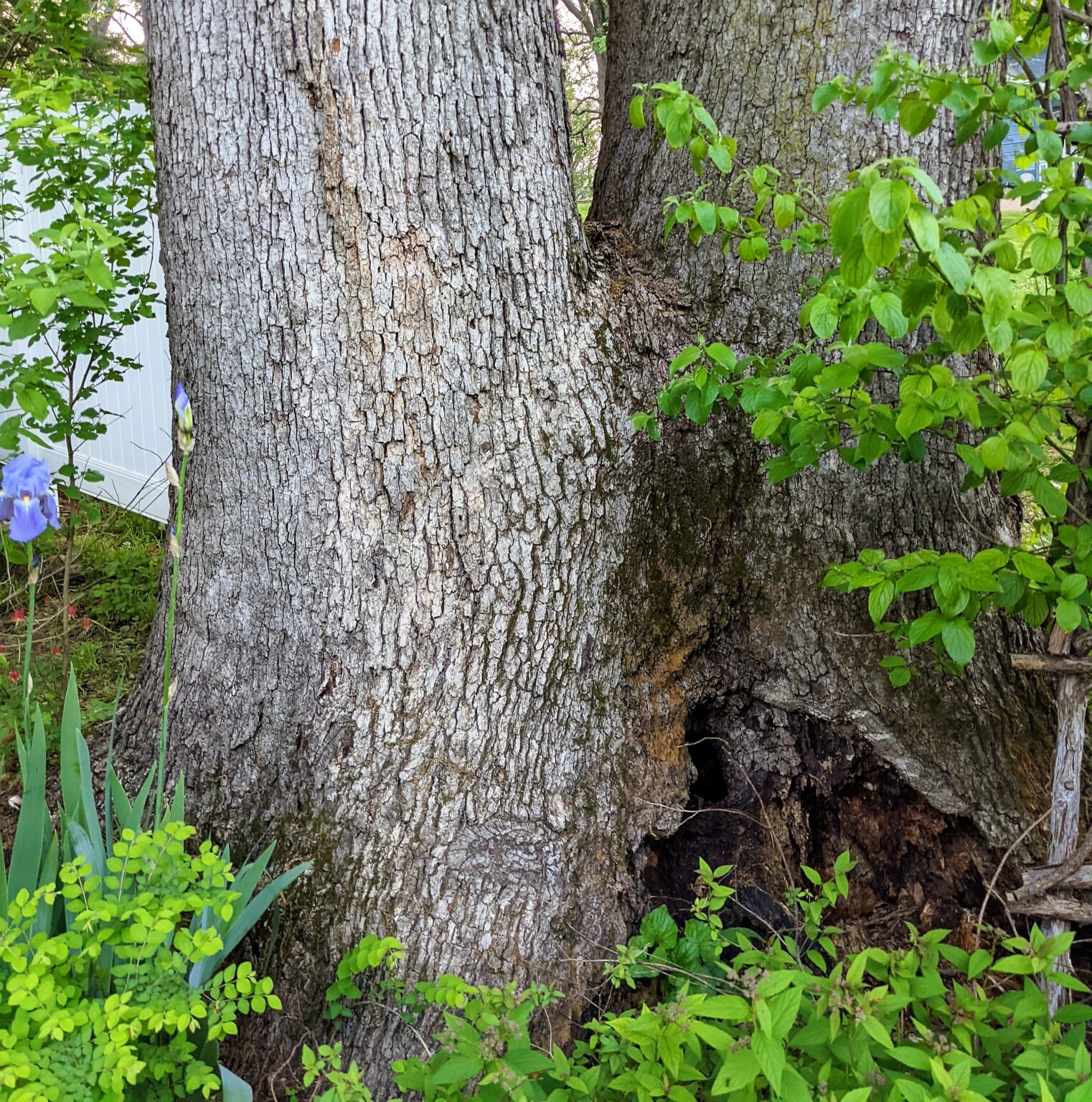 The Old Oak Tree - Share the Outdoors