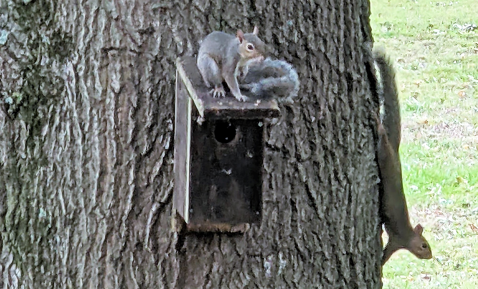 STO NATURE SHOW #1 Squirrels – Share the Outdoors