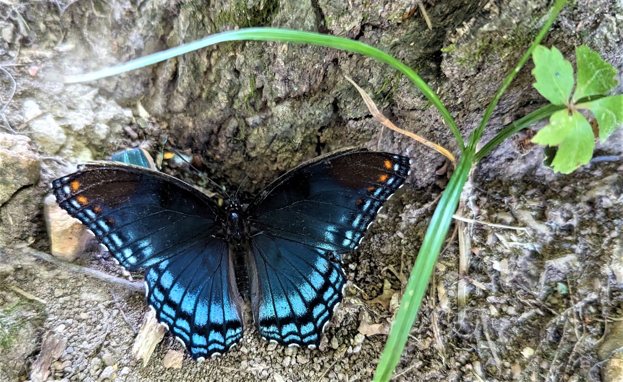Incredible Backyard Nature Shows | Share the Outdoors