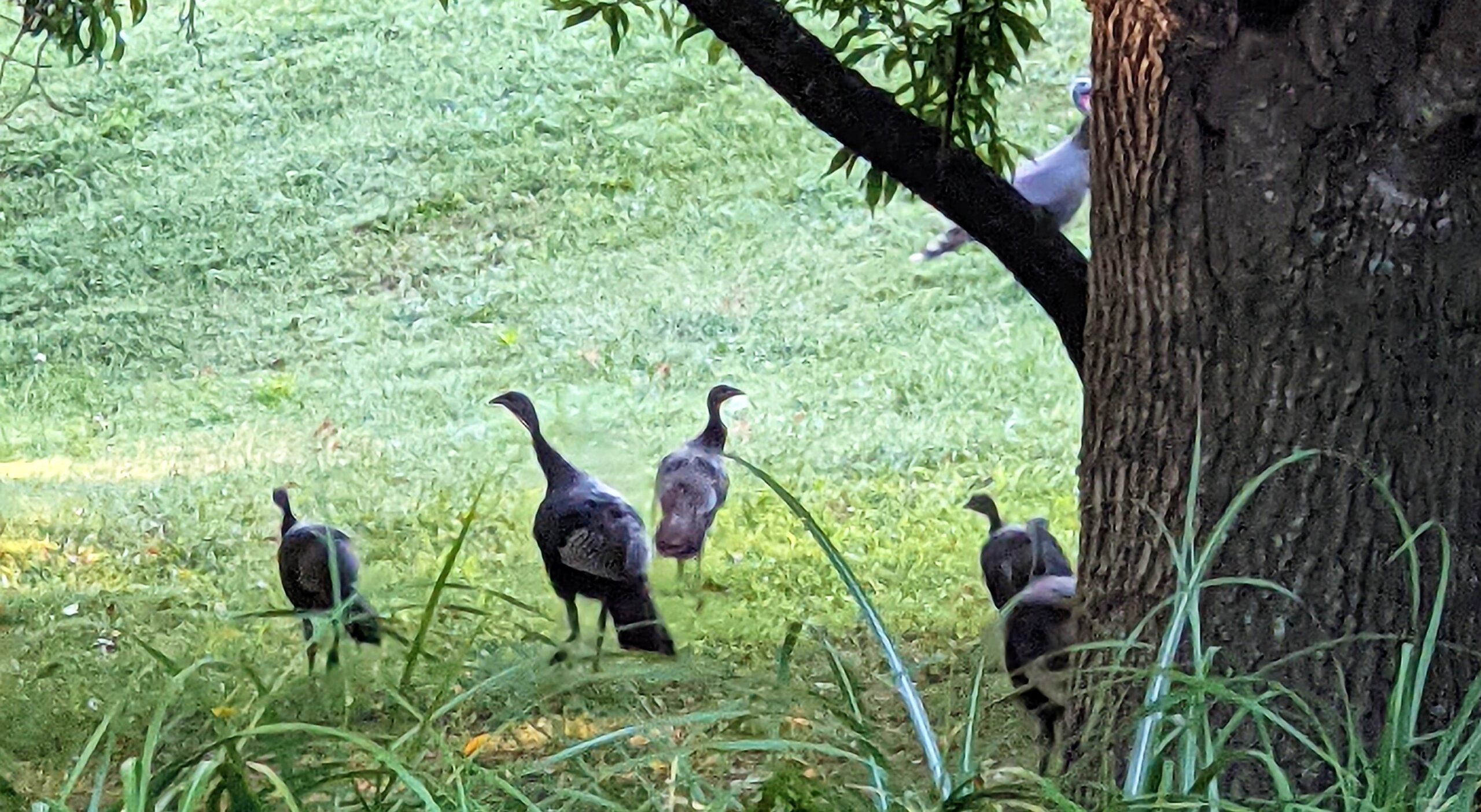 STO NATURE SHOWS turkey #3 – Share the Outdoors